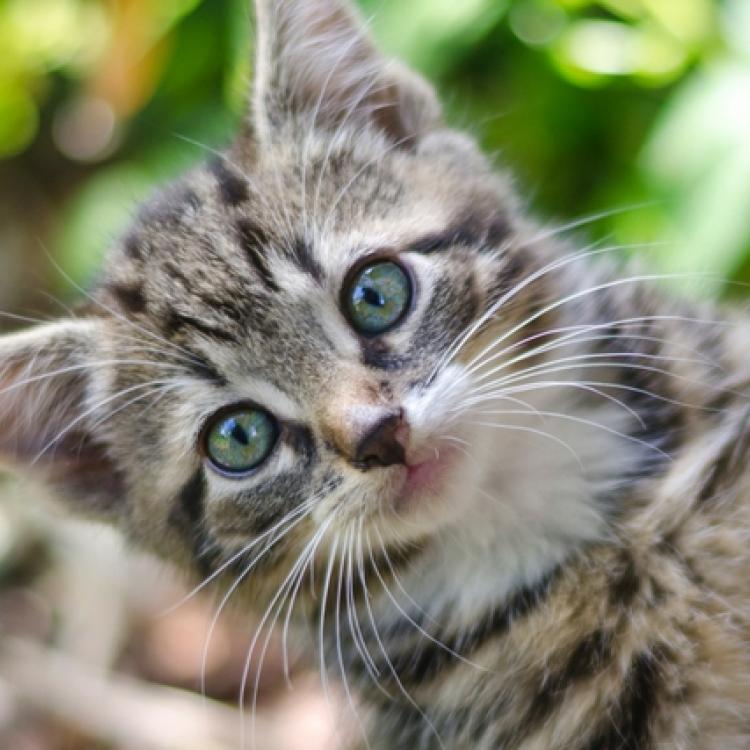 Microchipping Your Cat is Easy and Effective