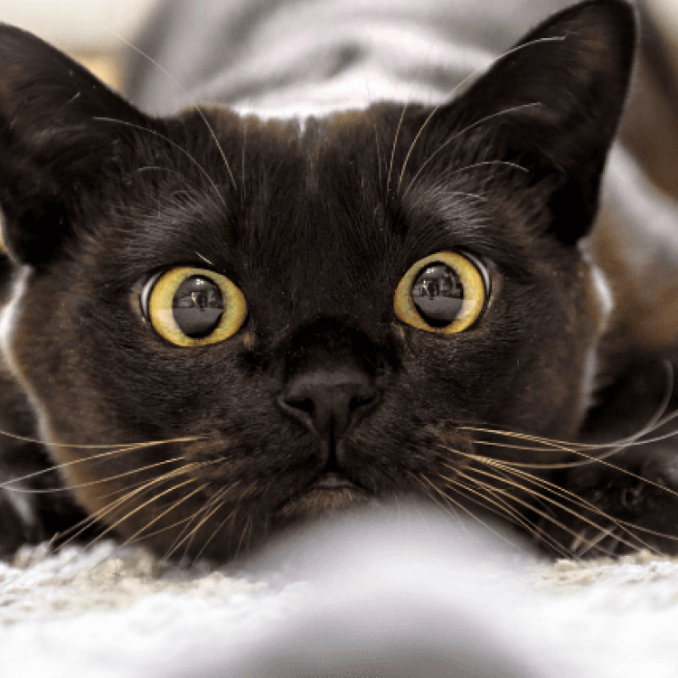 How to Channel the Thrill of the Hunt For Your Favorite Feline