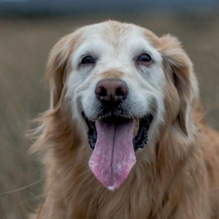 Deaf Dogs: Living with Hearing Loss