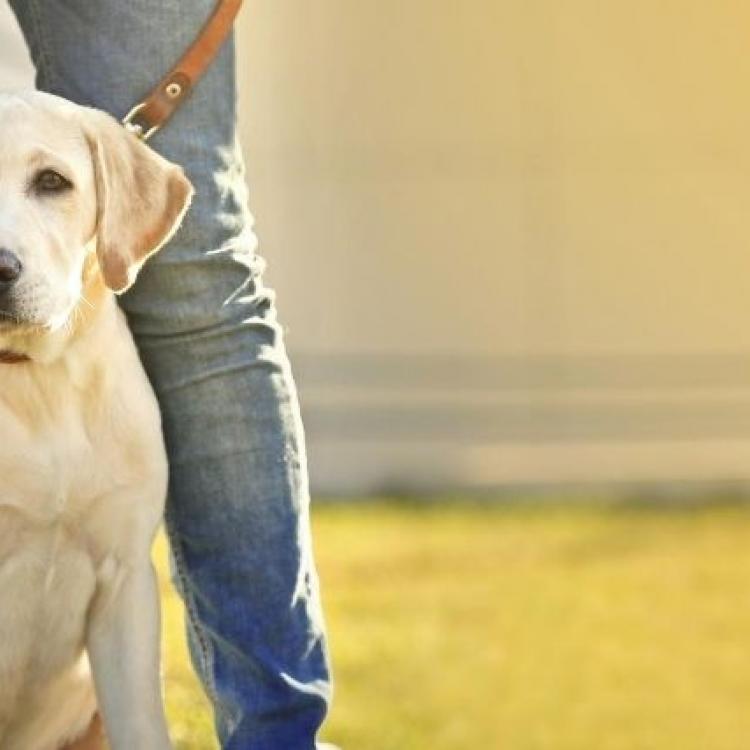 How to Decipher the Leash, Harness, and Collar Code For a Happy Hound