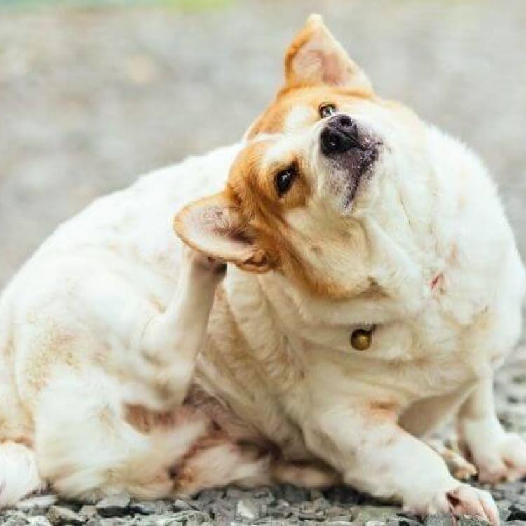 Itchy Dog Keeping You Up? Give Yourself and Your Canine Companion Some ...