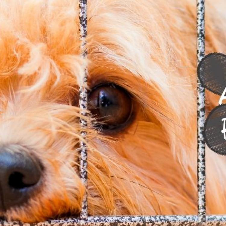 Less Adoptable Pets Less Adoptable Pets