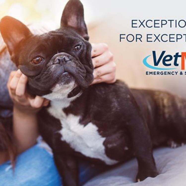 Vetmed – Phoenix, AZ