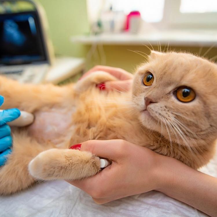 Vetmed – Phoenix, AZ