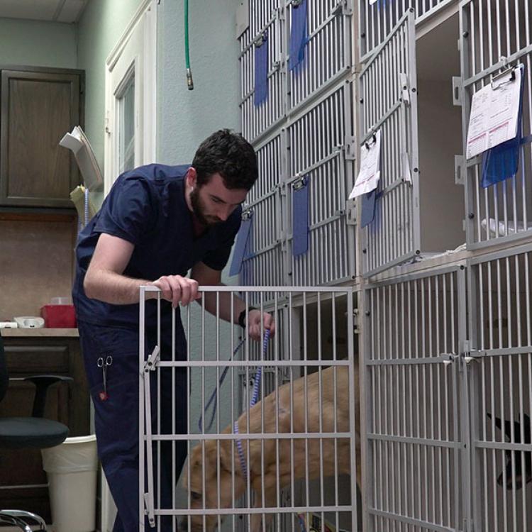 Veterinary Dentistry Flower Mound | Best Flower Site