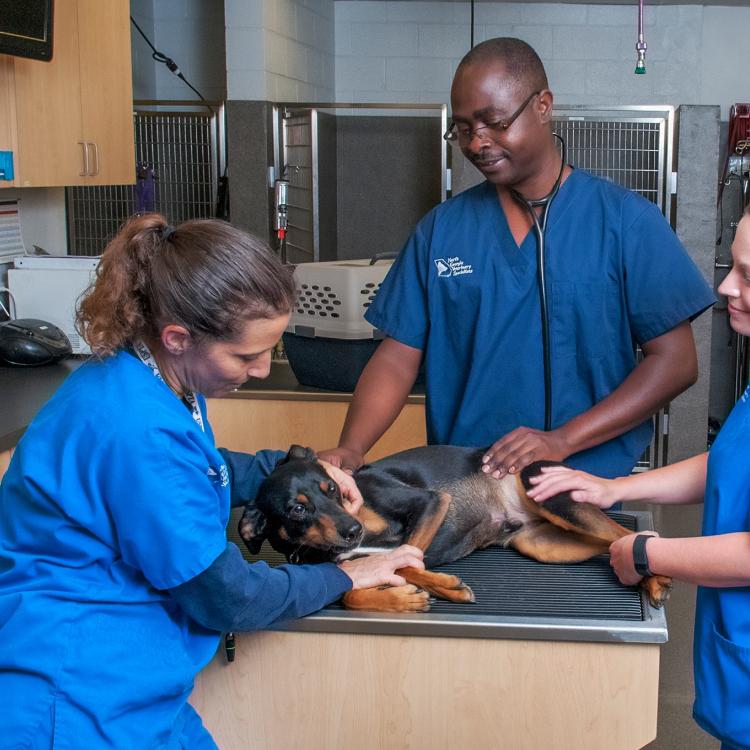 North Georgia Veterinary Specialists – Buford, GA