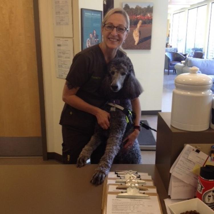 Veterinary Cancer and Surgery Specialists – Portland, OR