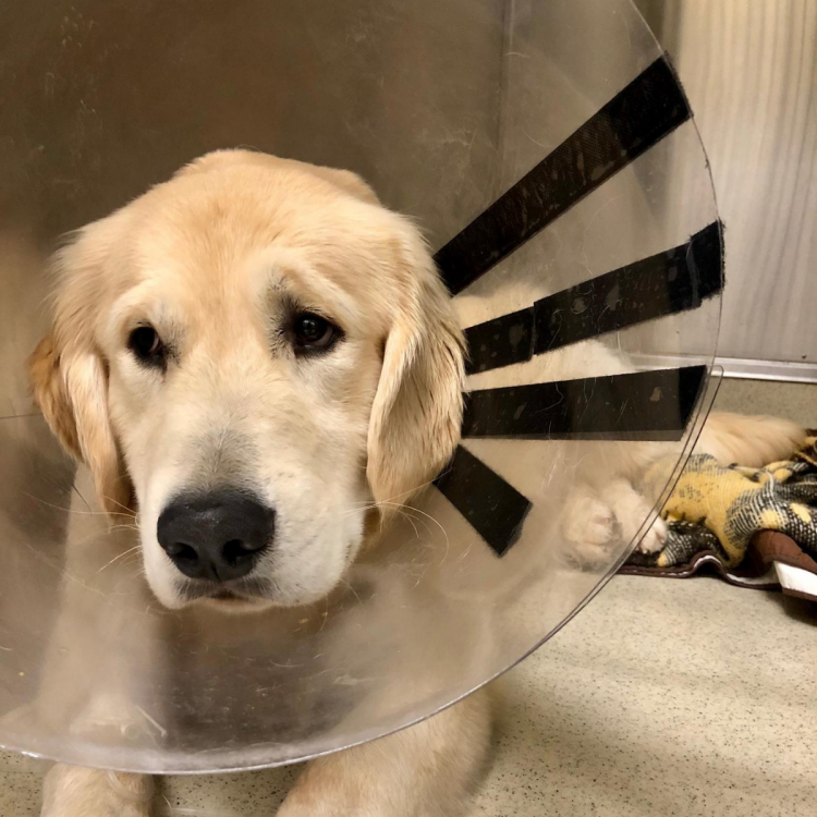 DoveLewis Veterinary Emergency & Specialty Hospital – Portland, OR