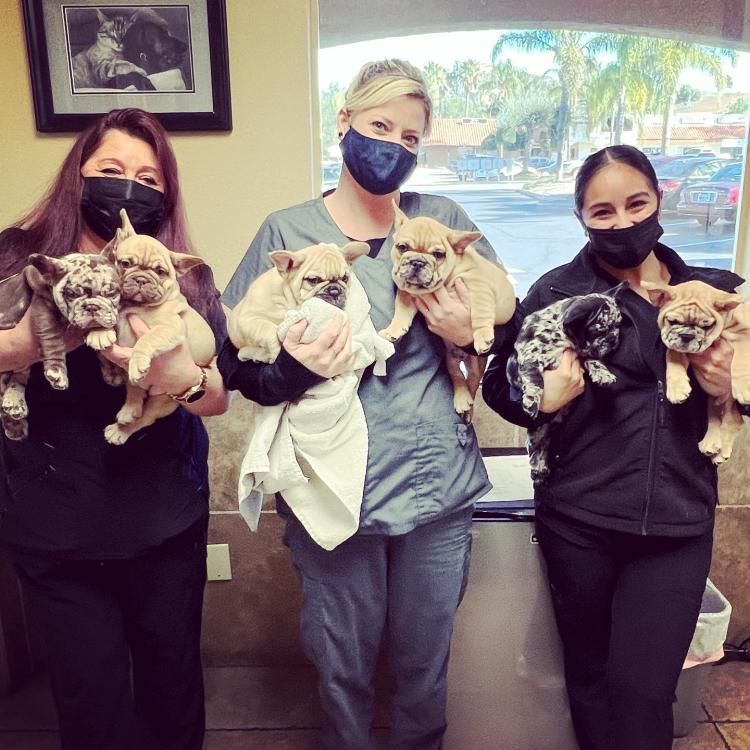 Canyon Lake Veterinary Hospital – Menifee, CA