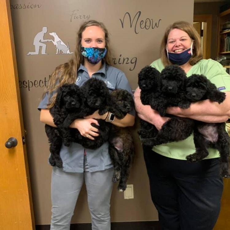Raytown-Gregory Animal Health Center, Inc. – Raytown, MO