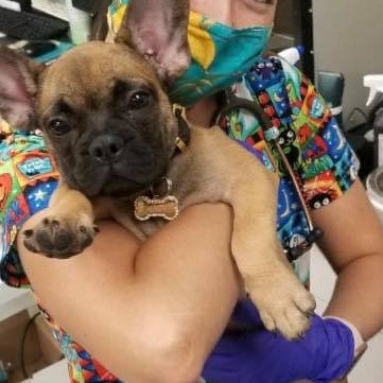 Westchester Veterinary Center & Cat Clinic – Los Angeles, CA