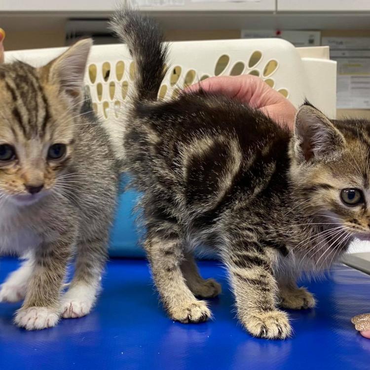 Westchester Veterinary Center & Cat Clinic – Los Angeles, CA