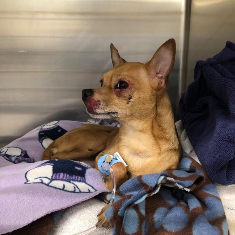 Edmonds-Westgate Veterinary Hospital – Edmonds, WA Edmonds-Westgate Veterinary Hospital – Edmonds, WA