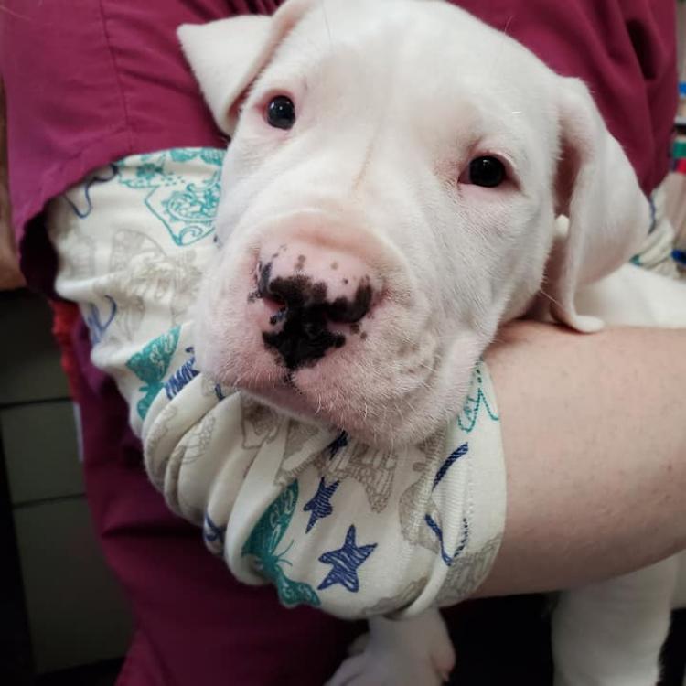 Edmonds-Westgate Veterinary Hospital – Edmonds, WA Edmonds-Westgate Veterinary Hospital – Edmonds, WA