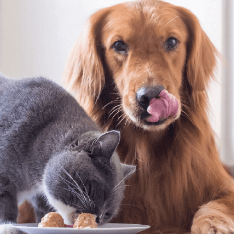 Bon Appetit! The Dos and Don'ts of Cooking For Your Pet
