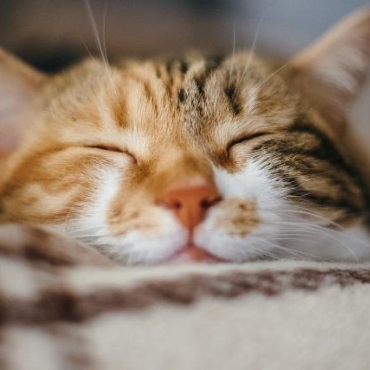 5 Cat Wellness Tips in Honor of Pet Wellness Month
