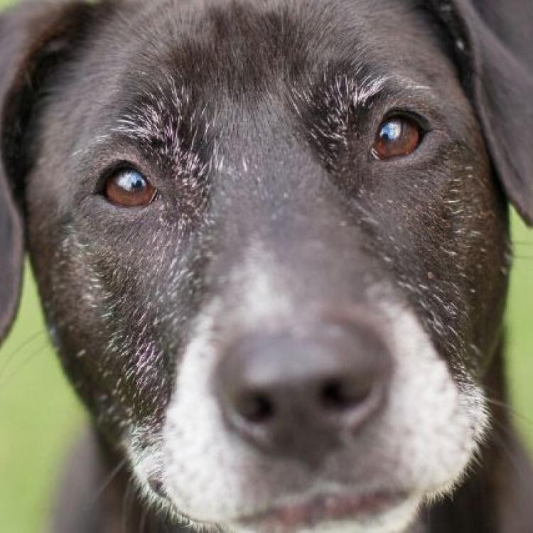 The Secret to Helping Your Senior Dog Face These Common Health Issues