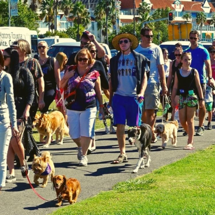 Summertime Fun: Tips for Keeping Your Dog Safe and Happy at Outdoor Events