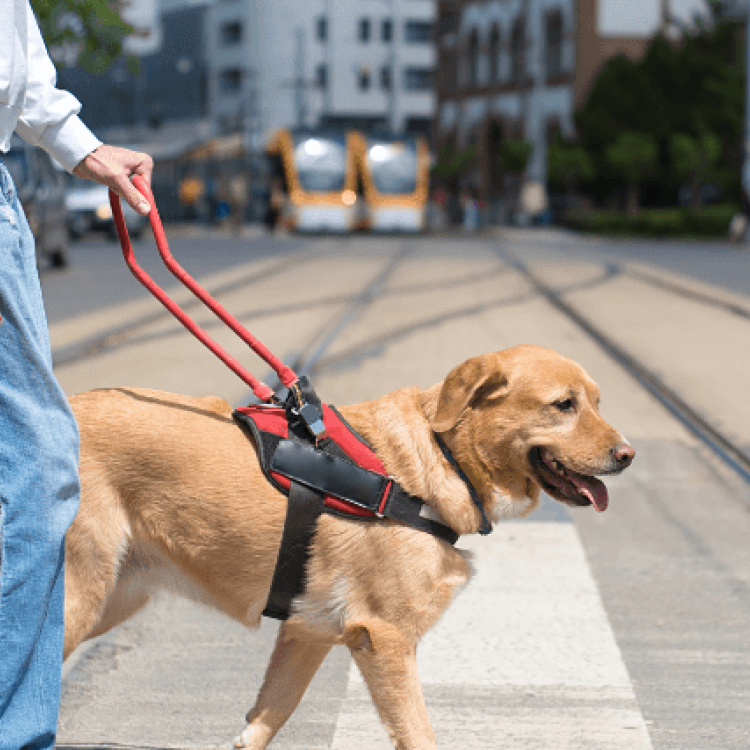 Assistance Dog Day: Celebrating These Amazing Dogs and the Vital Roles ...