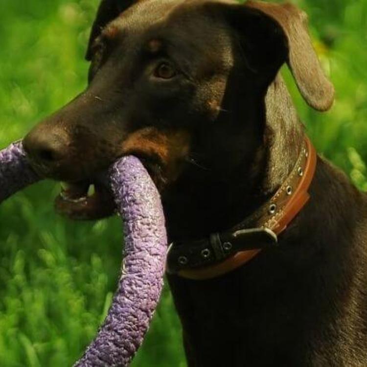 How to Pick Safe Chew Toys for Dogs [Veterinarian Advice]
