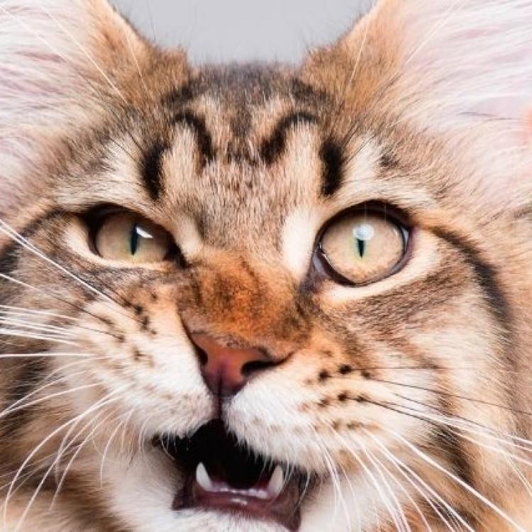 12 Wonky Cat Behaviors and the Curious Reasons Behind Them